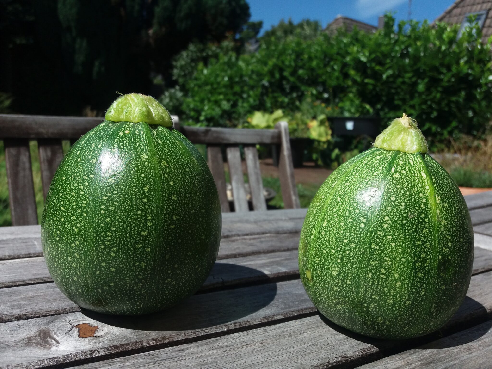 Courgette kweken, zaaien en uitplanten in 5 stappen