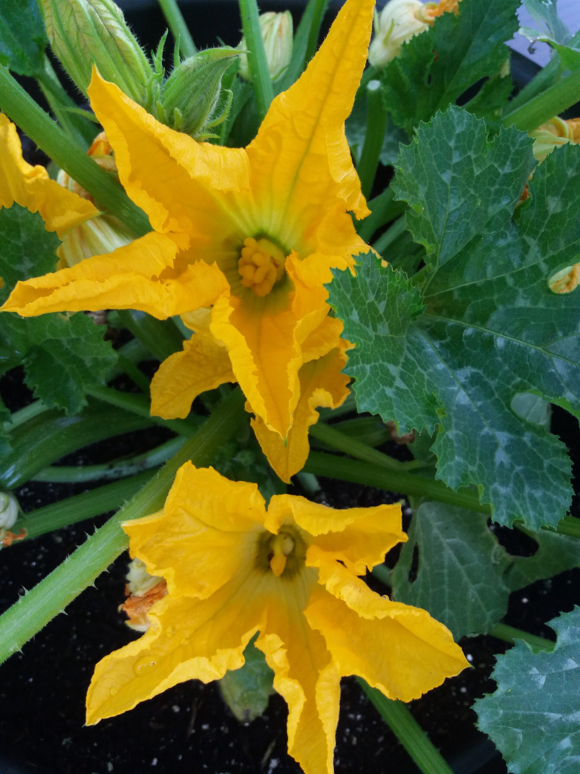 Courgette kweken, zaaien en uitplanten in 5 stappen