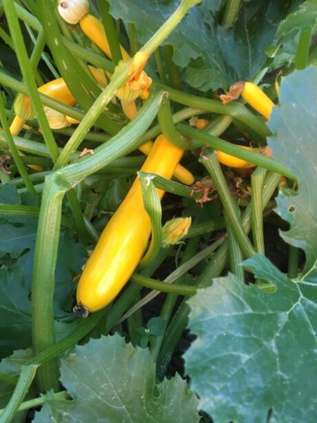 Courgette kweken, zaaien en uitplanten in 5 stappen